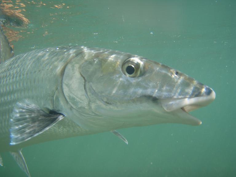 Capt. Bou Charters - A fishing guide for bonefish, tarpon, permit ...